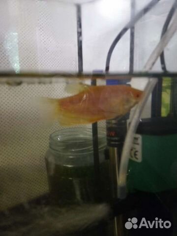 Золотистый гурами