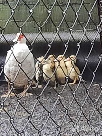 Продаются утята индоуток