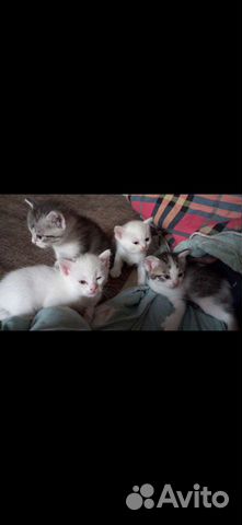 Британская кошка бесплатно