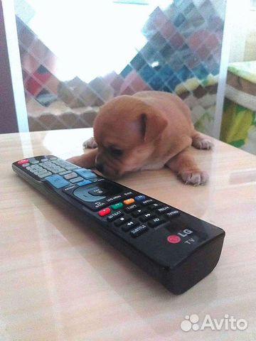 Щенки чихуахуа мини