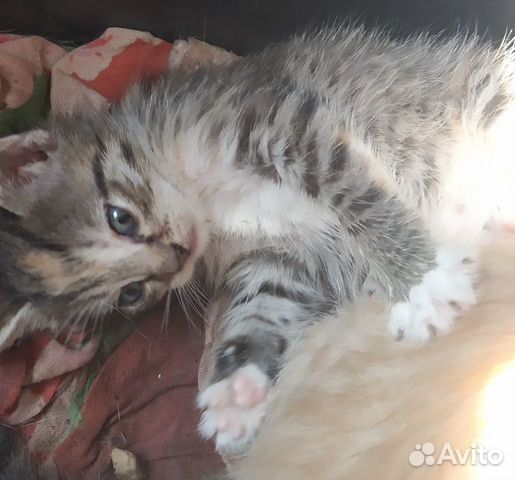 Котятки домашние