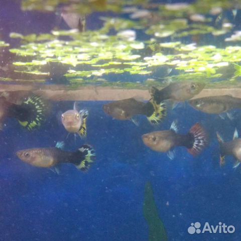 Аквариумные рыбки гуппи