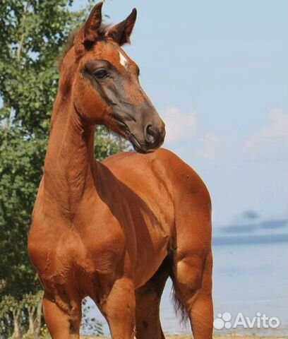 Жеребец 2021,kwpn,сын Clintino