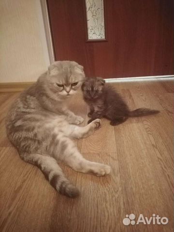 Шотландская вислоухая