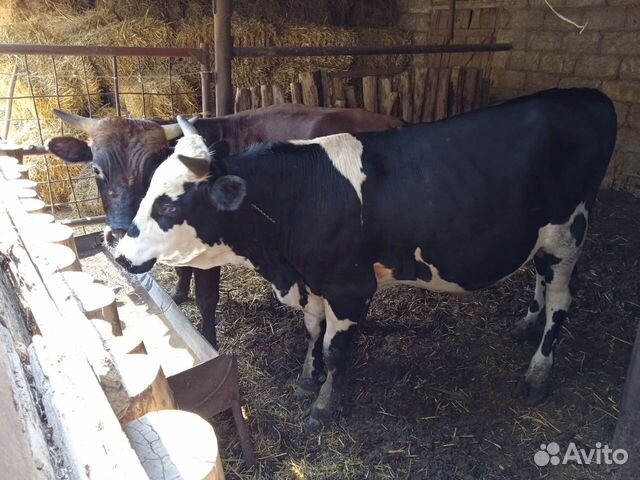 Быки и телята