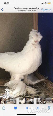 Узбекские голуби