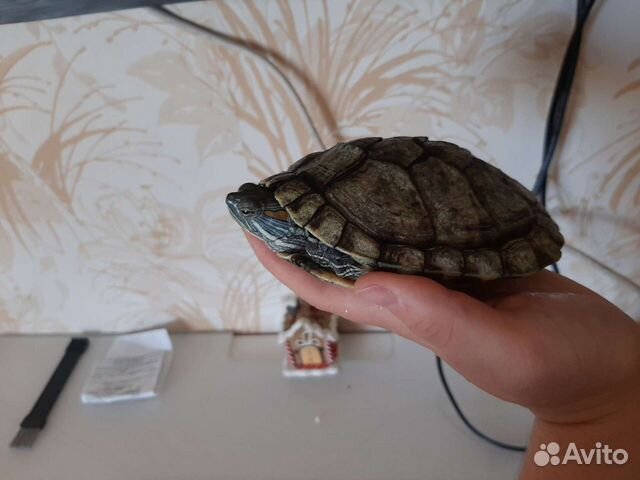 Красноухая черепаха