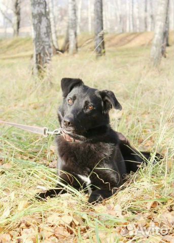 Добрая собака бесплатно из приюта