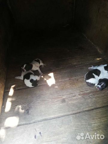 Щенки Дратхара