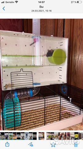 Крыса с клеткой