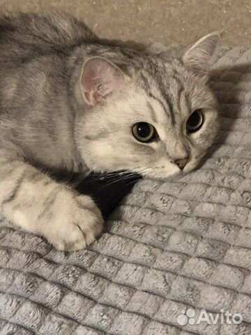 Британский кот в добрые руки