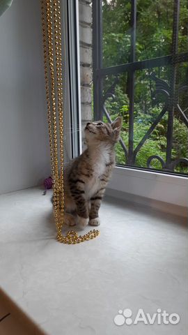Котик усатый полосатый
