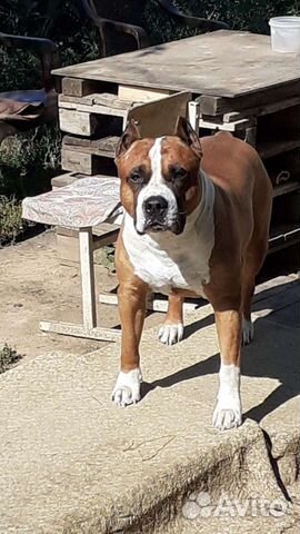 Стаффордширский терьер