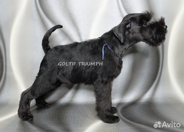 Щенок цвергшнауцера профессиональное разведение