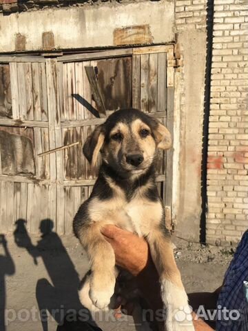 Собаки щенки