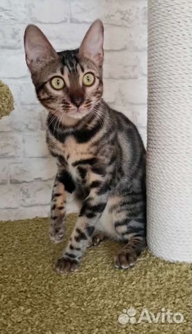 Бенгальская