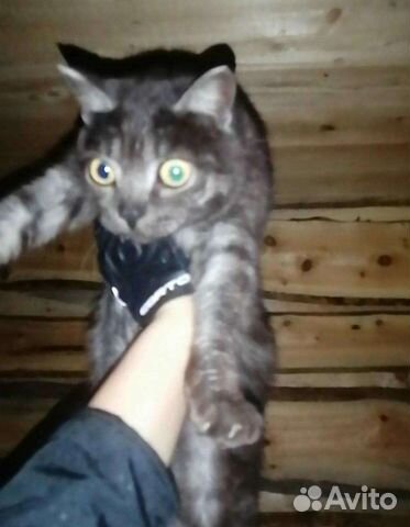 Кошка британка 2 года стерилизована