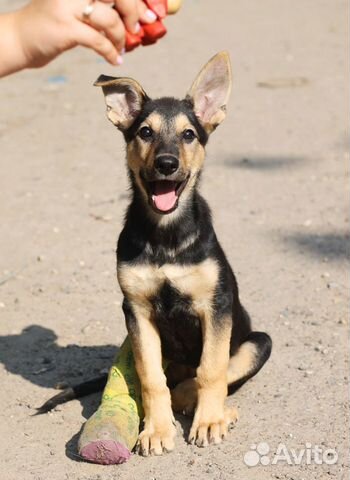 Веселая Эльза