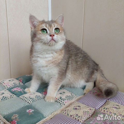 Британская кошечка