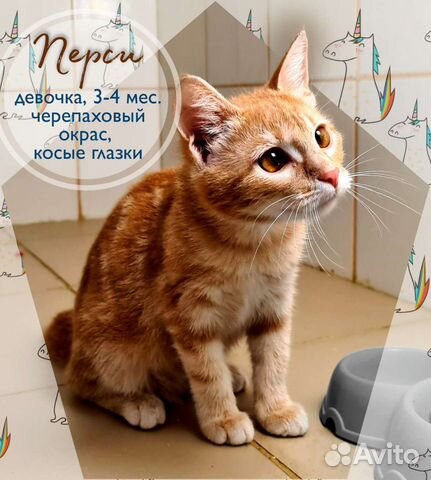 Рыжий котенок девочка, 3мес