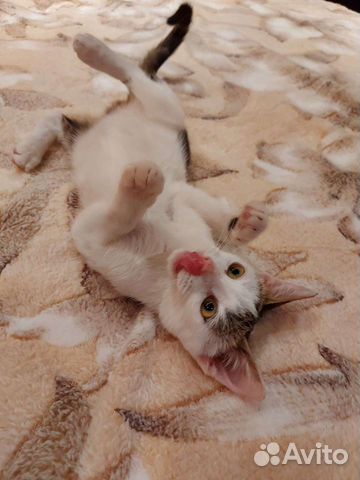 Котенок в дар, девочка 2,5 месяца, привезу бесплат