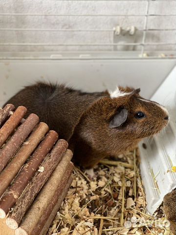 Морские свинки