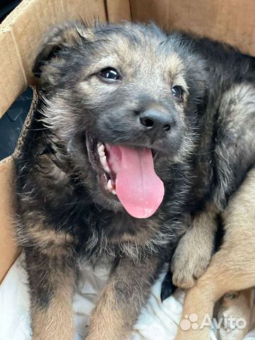 Щенки, щенок в добрые руки