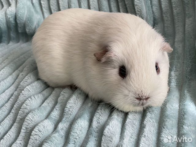 Морская свинка гладкошерстная (самка)