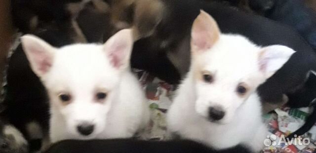 Чудо детки щенки