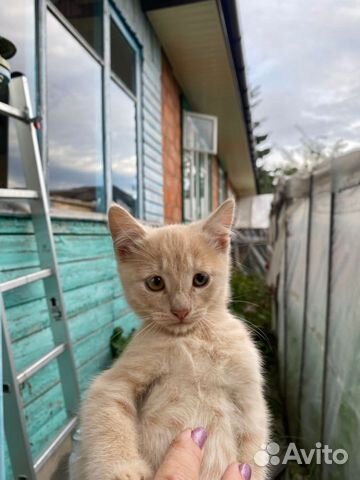 Котенок ищет дом