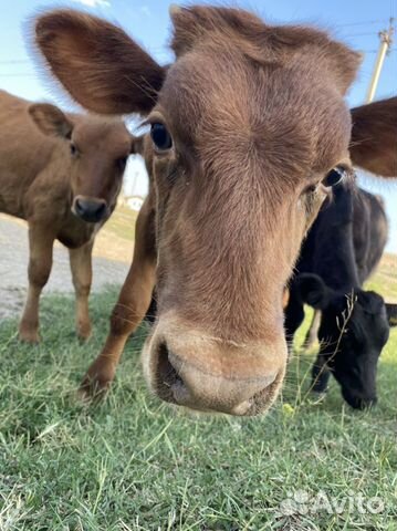Стельные телки и телята