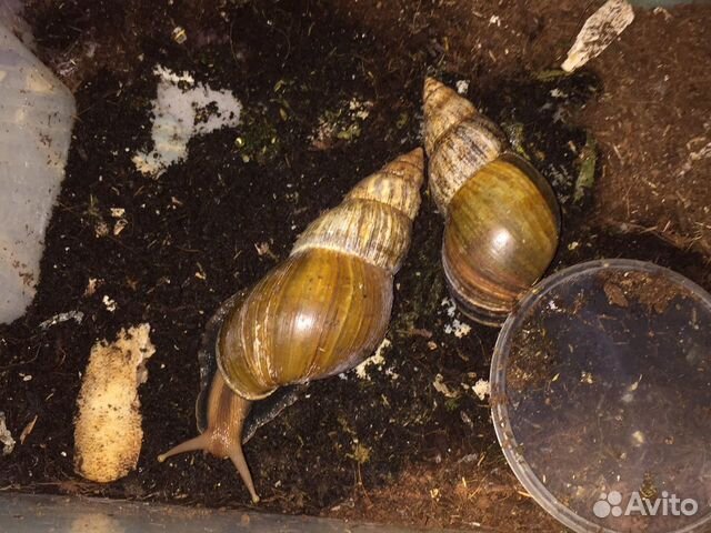 Улитки ахатины