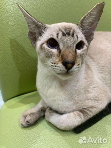 Ориентальная