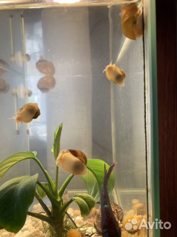 Улитки ампулярии