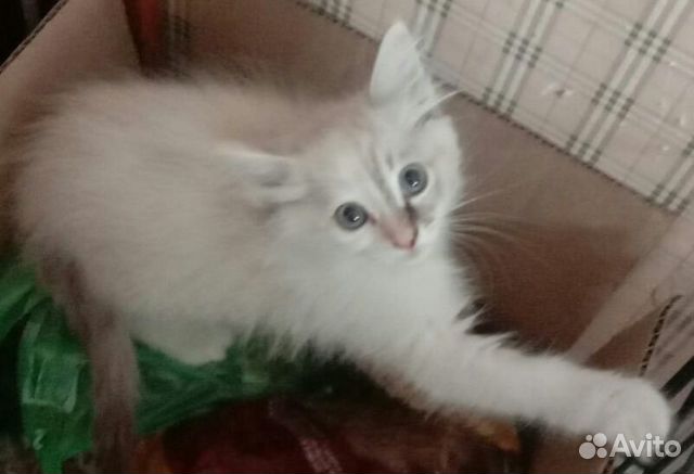 Ищем дом котеночку