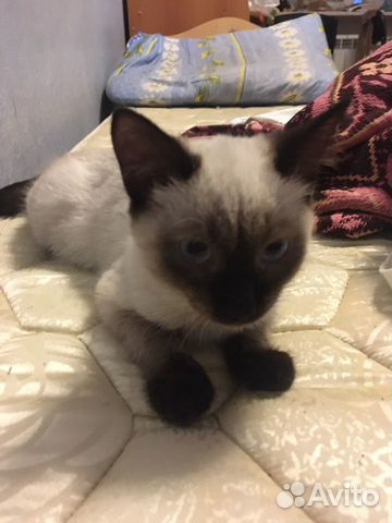 Сиамский котенок