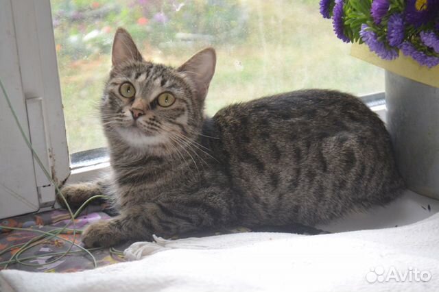 Подросток Хвостик в добрые руки