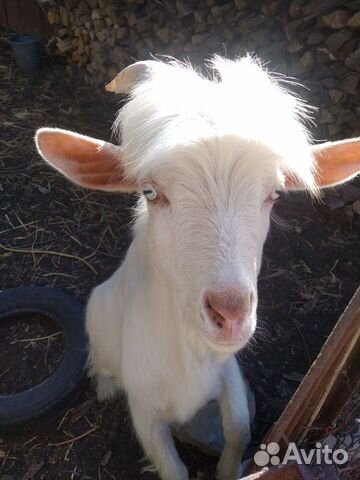 Козел и 2 козленка