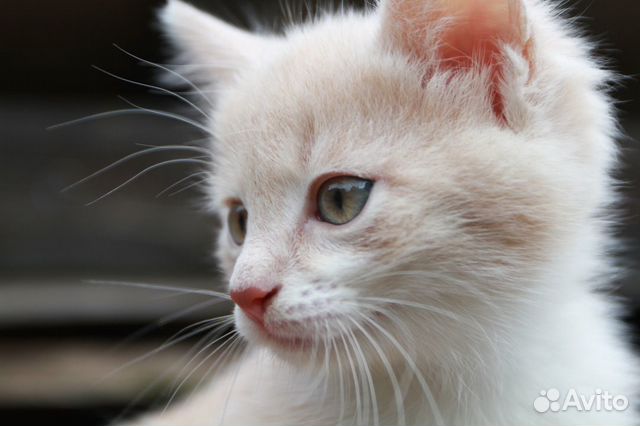 Светлая кошечка