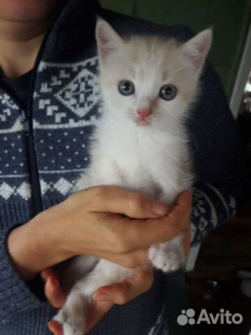 Отдам котенка в добрые руки