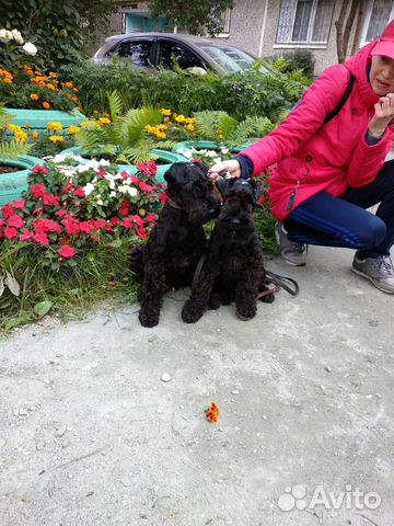 Щенки Керри-блю-терьер