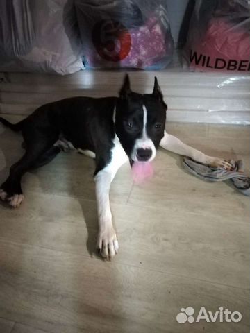 Стаффордширский терьер