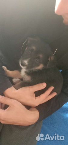 Собака в добрые руки щенок