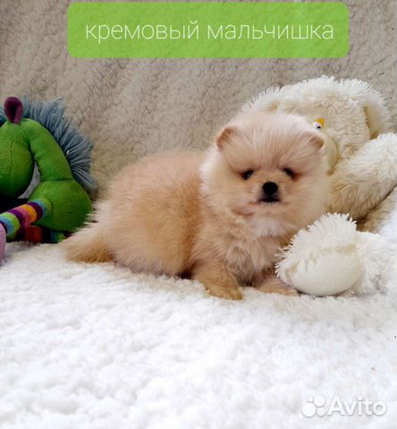 Щенки шпица