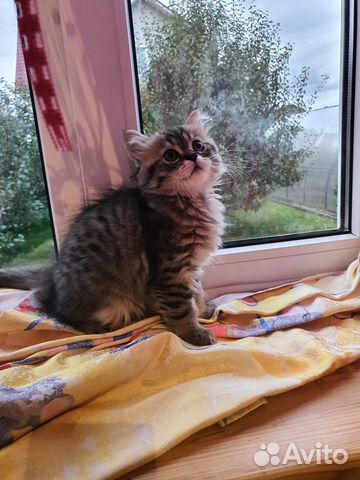 Шотландский котенок