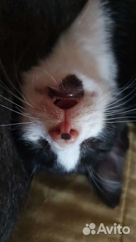 Американский кёрл