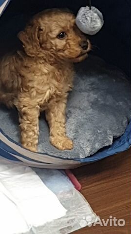 Собаки мальтипу тойпудель