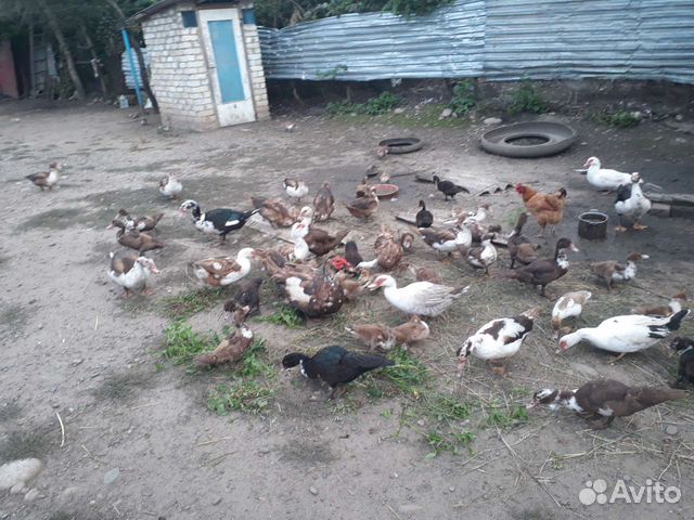 Продаются индоутки"разных возрастов"