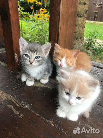 Котята бесплатно