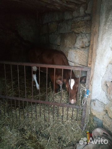 Продам телочку